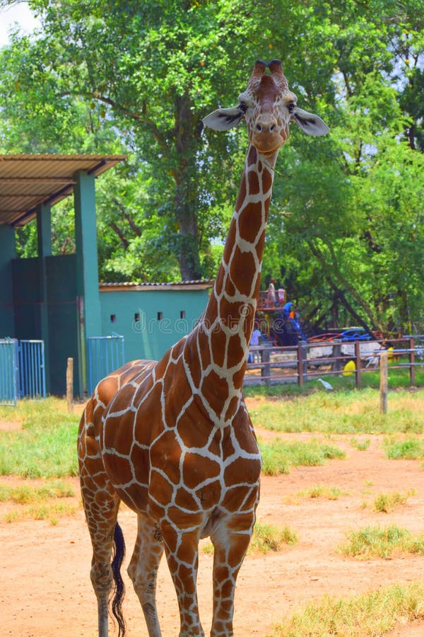 Giraffe stock photo. Image of environment, wild, mammals - 100666230