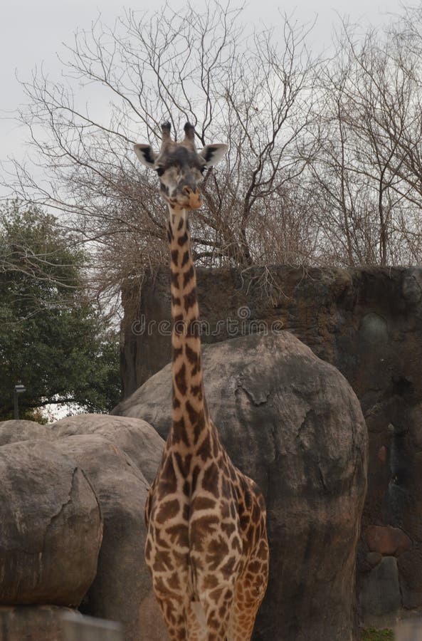 Giraffe is Standing Tall in the Zoo Stock Photo - Image of plant, deer ...