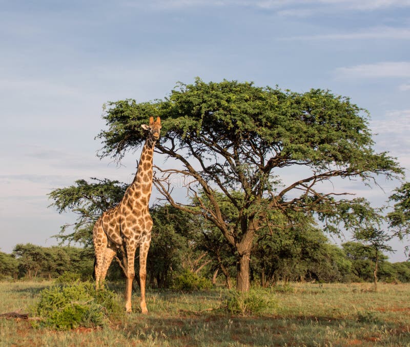 Giraffe standing by tree stock photo. Image of grass - 68512684