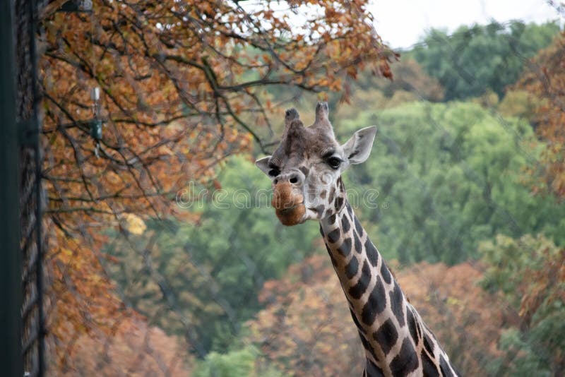 Giraffe Standing in a Zoo in Autumn Stock Image - Image of savanna ...