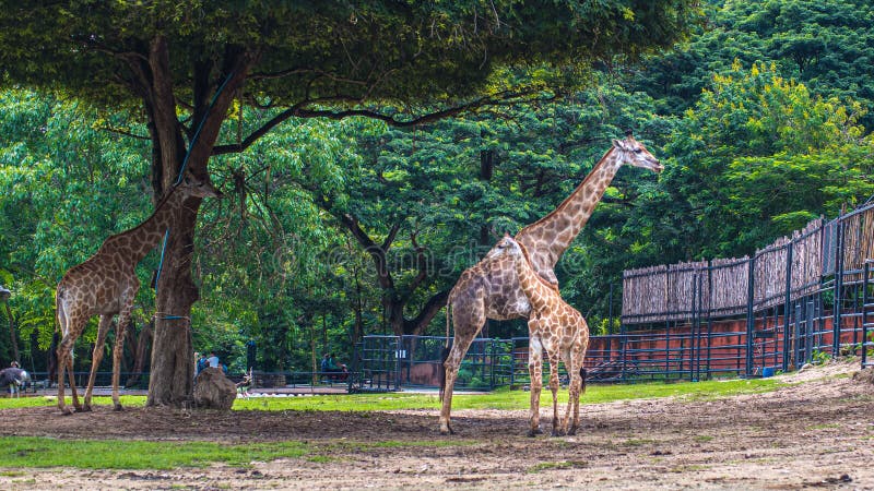 Giraffe Stands by Bushes in Sunshine Stock Image - Image of stands ...