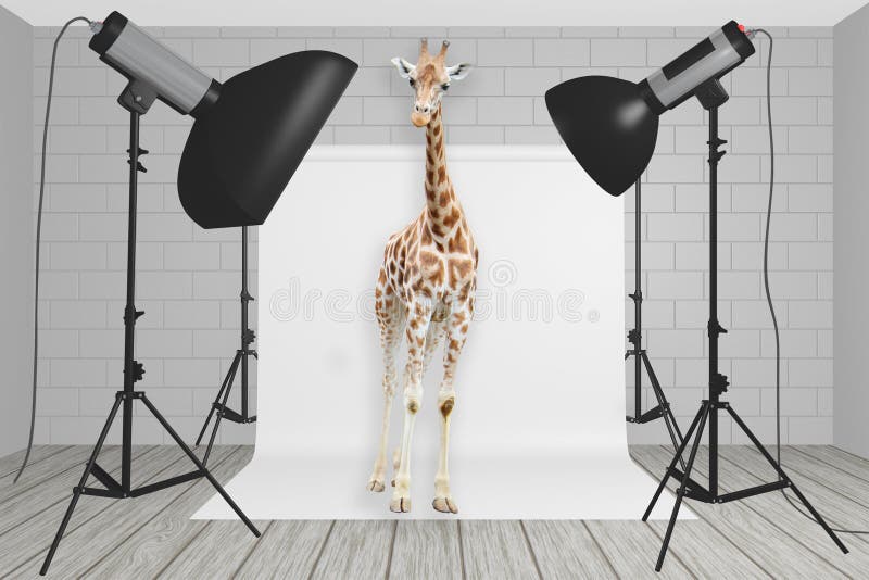 Giraffe Stands at the Center of a Photography Studio Stock Illustration ...