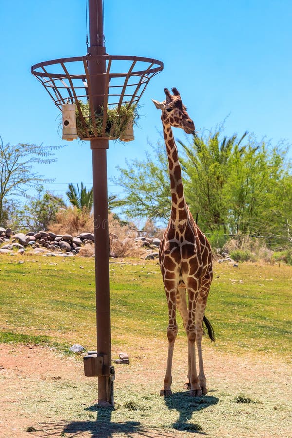 A Giraffe Stands in Front of a Pole with a Feeder on Top Stock Photo ...