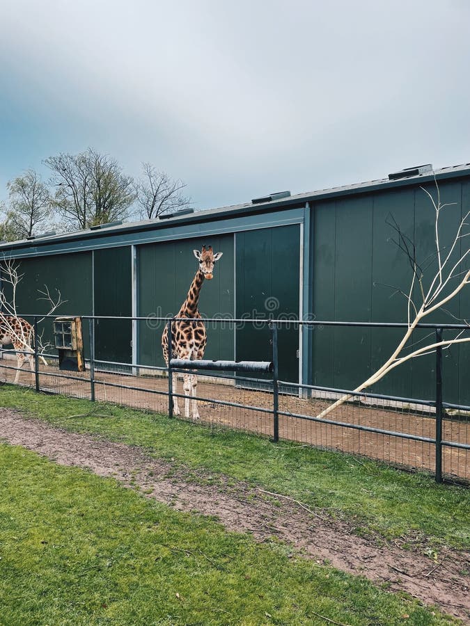 A Giraffe Stands Near a Feeding Trough Stock Image - Image of giraffe ...