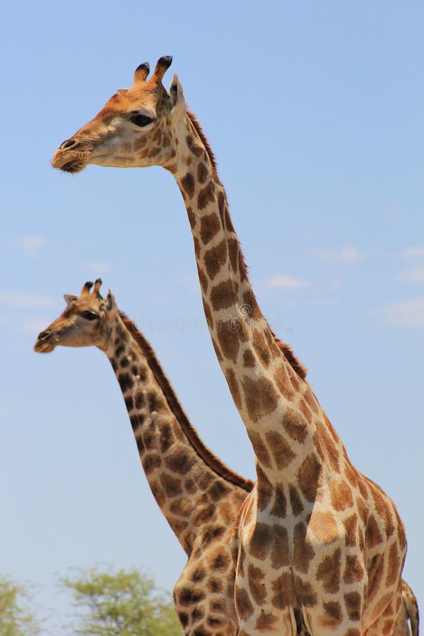 Giraffe Neck Vertebrae 2 Stock Photos - Free & Royalty-Free Stock ...