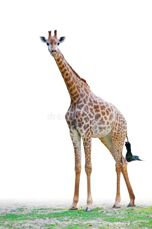 A Isolated Giraffe with White Background, Raises Its Head and Opens Its ...