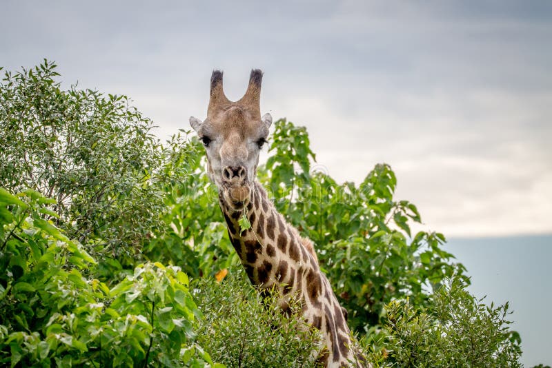 Giraffe Starring at the Camera. Stock Image - Image of herbivore ...