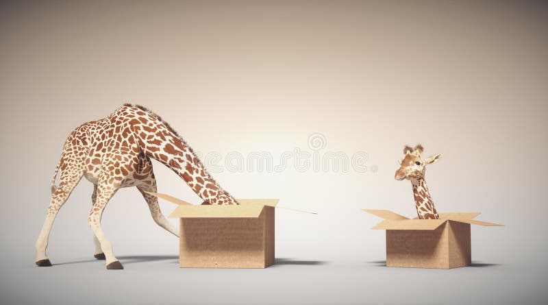 Giraffe Sticks Head into a Box and Comes Out of Another. Curiosity and ...
