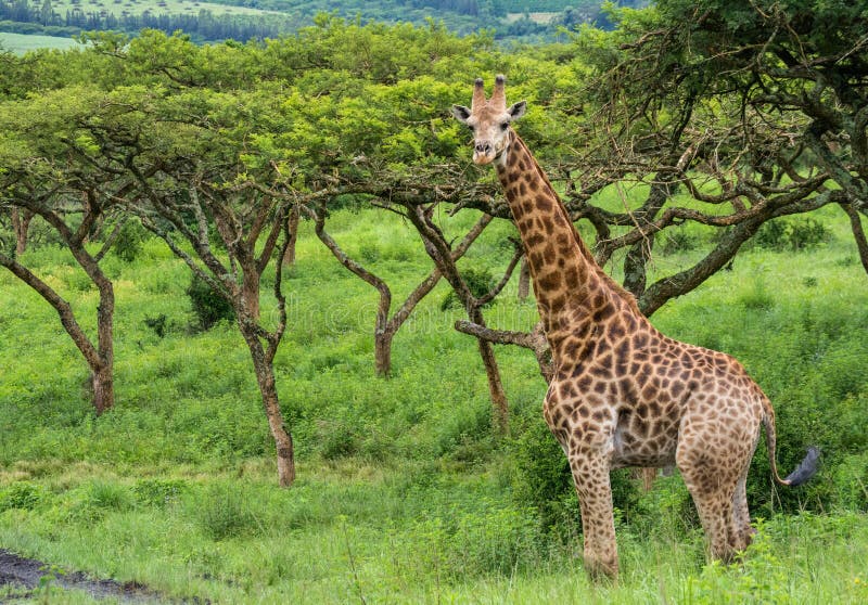 Giraffe stock photo. Image of haartebeest, great, wildebeest - 49546010
