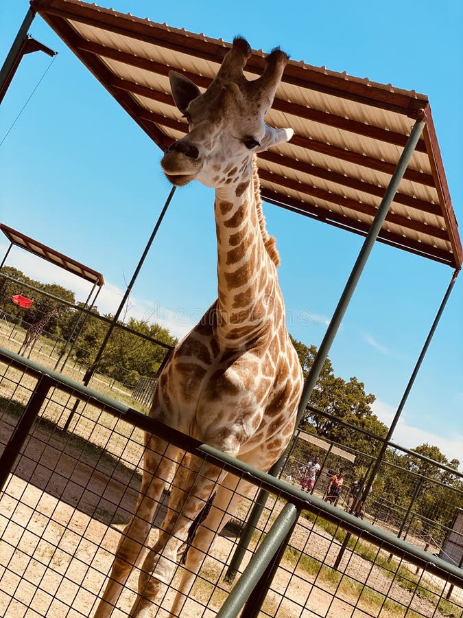 Giraffe stock photo. Image of summer, giraffe, houston - 233103038