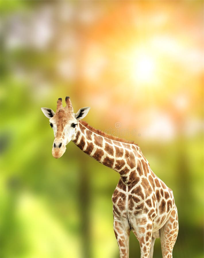 Giraffe stock photo. Image of tall, camelopard, light - 47233320
