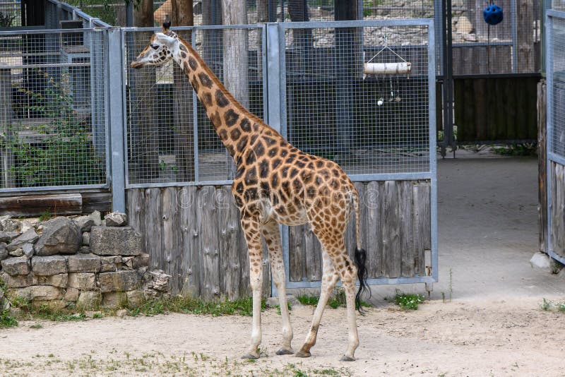 Giraffe in the Summer at the Riga Zoo 4 Stock Photo - Image of summer ...