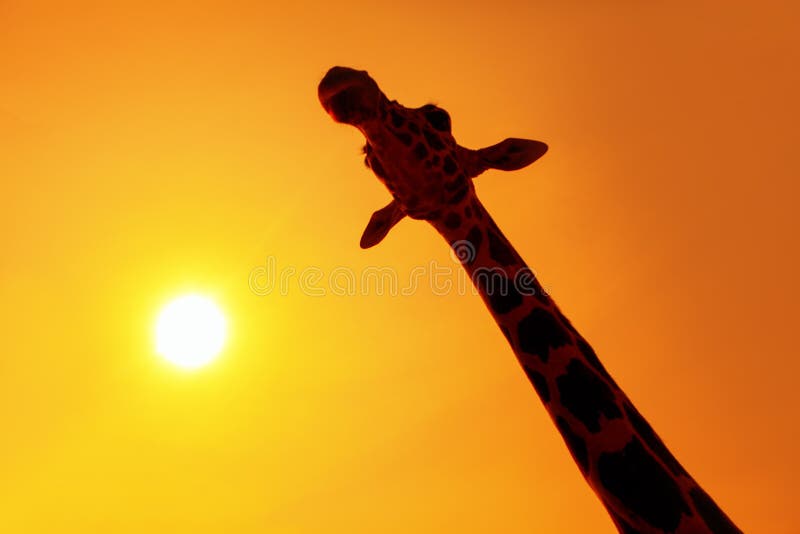 Giraffe and sun at sunset stock image. Image of long - 178391215
