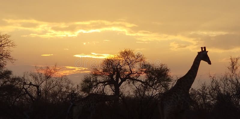 Giraffe at Sunset stock photo. Image of branch, dawn - 182194408