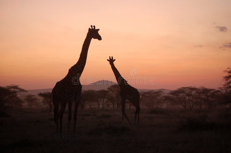 Giraffe at sunset stock photo. Image of sunset, giraffe - 1977124