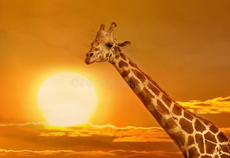 Giraffe at Sunset Background. African Amazing Sunset Stock Photo ...