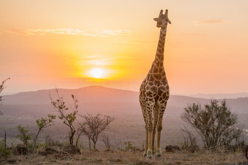 Giraffe Sunset stock image. Image of distance, sunset - 62151595