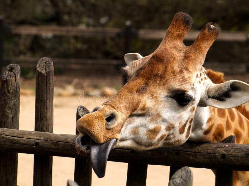 Shock and Awe stock image. Image of baby, young, watching - 9522057