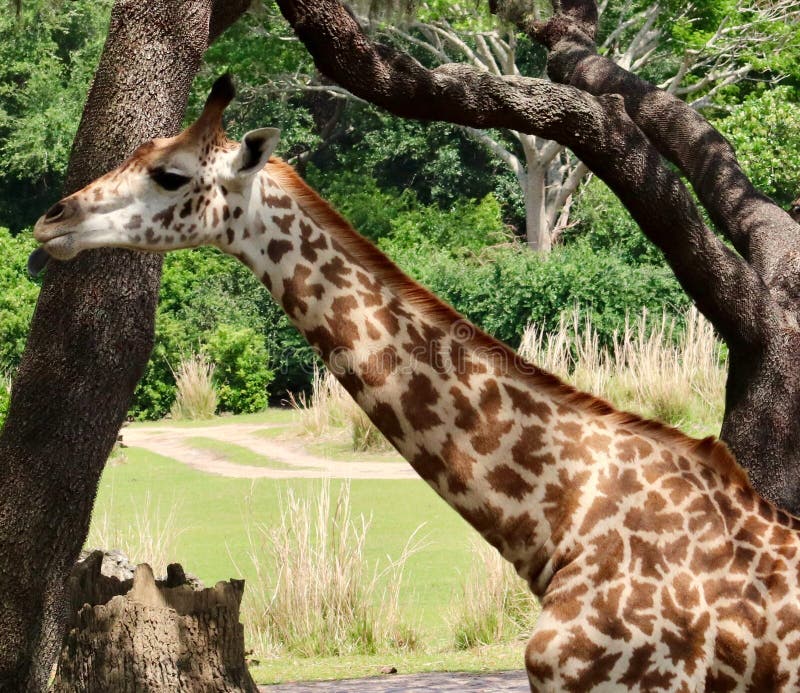 Giraffe through the trees stock photo. Image of giraffe - 136775756