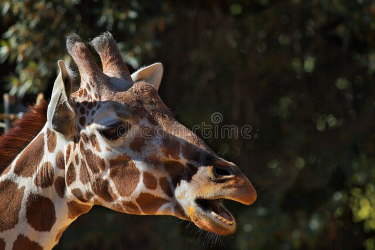Giraffe teeth stock image. Image of nature, african, horn - 16243603