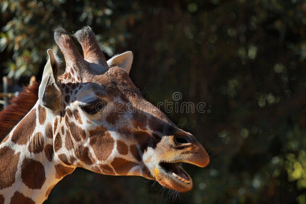 Giraffe teeth stock image. Image of nature, african, horn - 16243603
