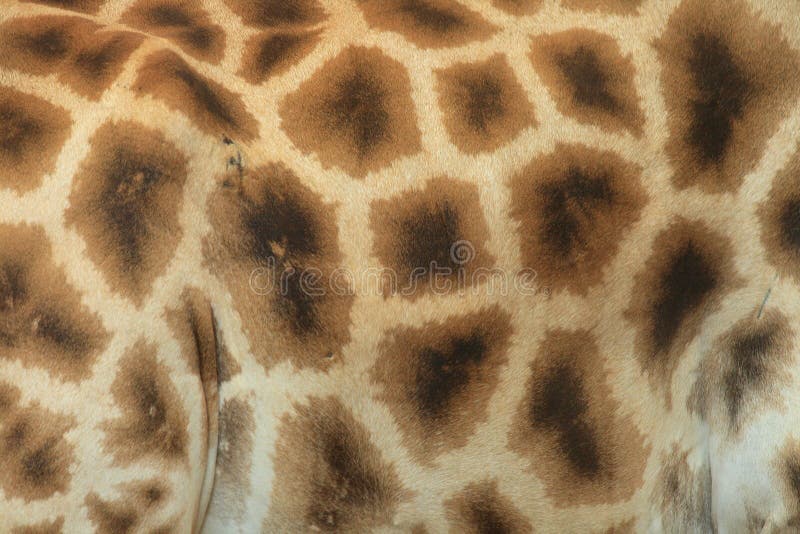 Giraffe Fur Texture stock photo. Image of pattern, abstract - 19612938