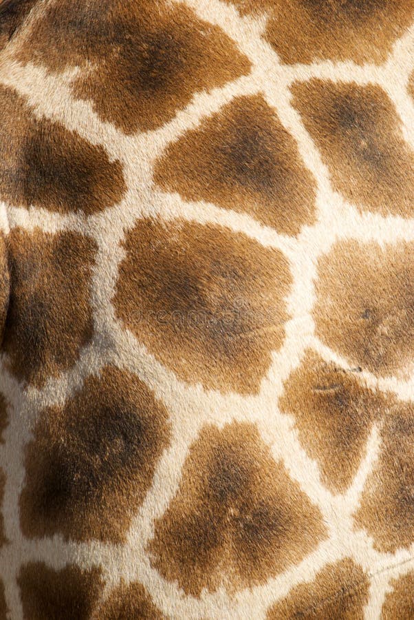 Giraffe texture stock image. Image of structure, pattern - 19426995