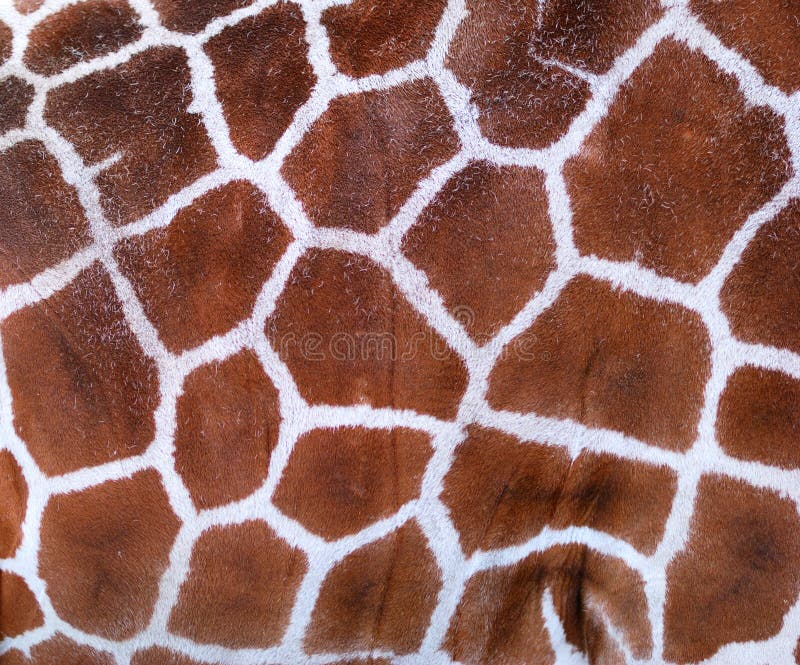 Giraffe Fur Texture stock photo. Image of pattern, abstract - 19612938
