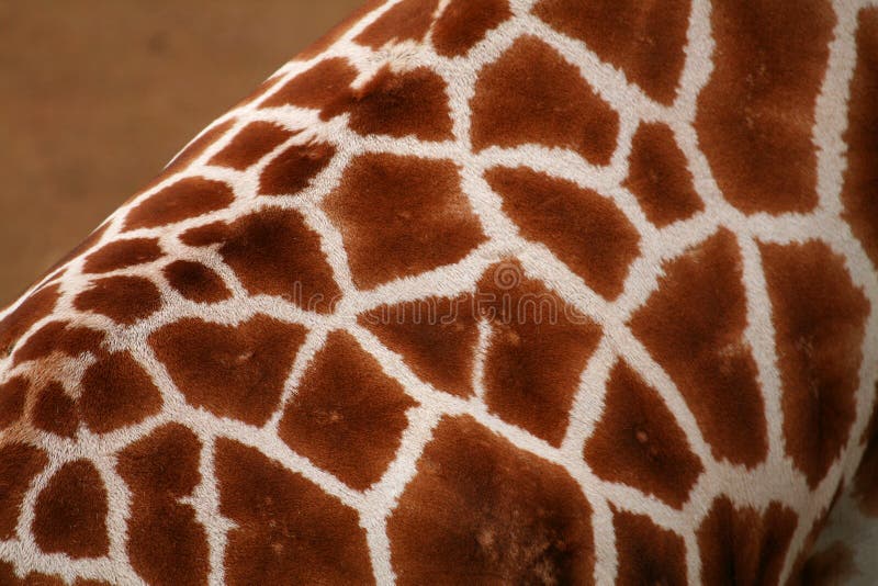 Markings of the Rothchilds Giraffe Stock Image - Image of mammal ...