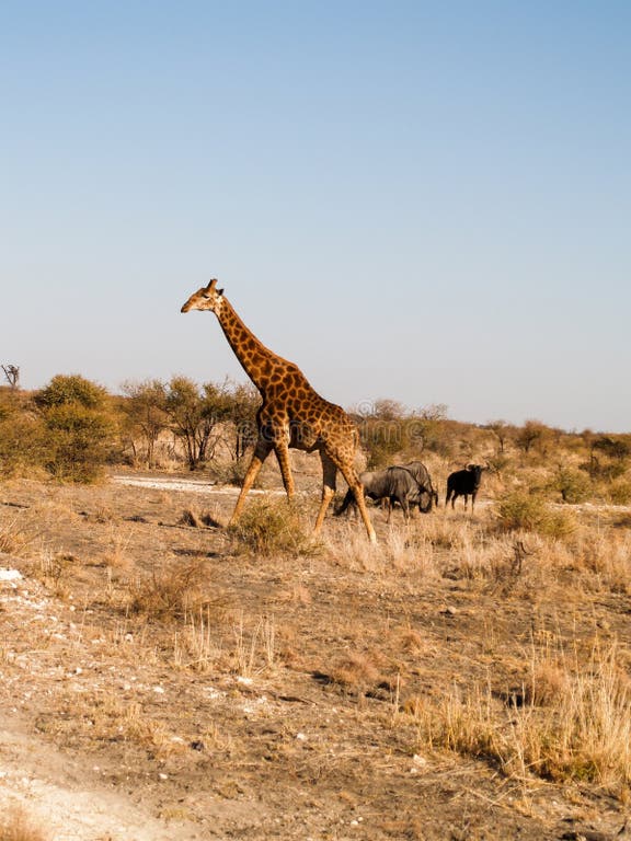 Giraffe and Three Wildebeest on African Plain Stock Image - Image of ...