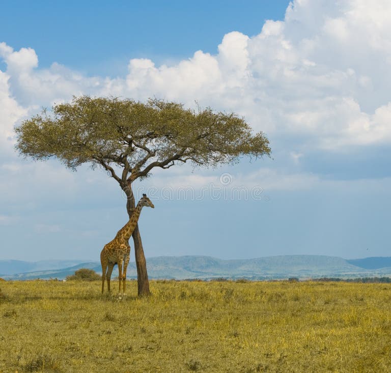 Giraffe and a tree stock image. Image of grazing, elegance - 6688581