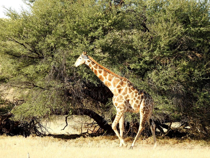 Giraffe and a Tree, African Wildlife, Safari Stock Image - Image of ...