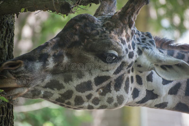 Giraffe stock image. Image of natural, trees, mammal - 99983397