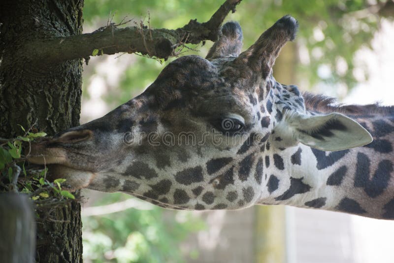 Giraffe stock image. Image of nature, wildlife, mammal - 99983479