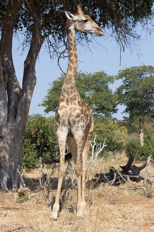 Giraffe under a tree stock photo. Image of grass, single - 43505810