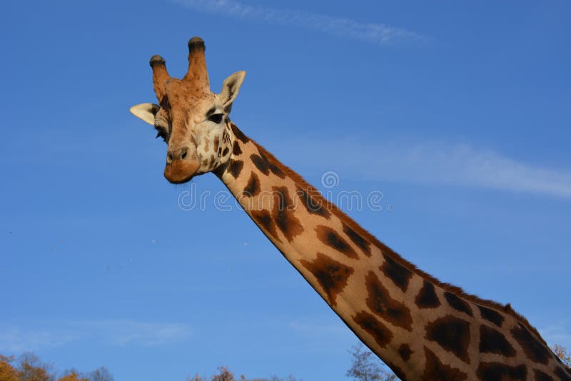 Giraffe above clouds stock photo. Image of great, view - 64962912