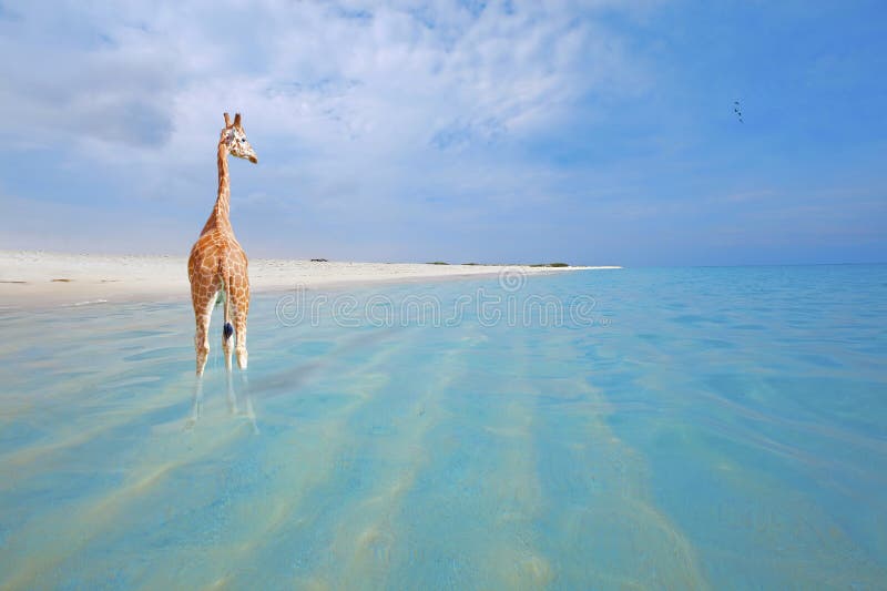 Giraffe on vacation stock photo. Image of claw, iguana - 16704894
