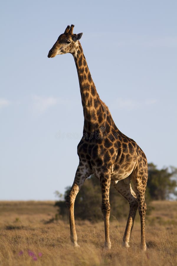 Giraffe walking stock image. Image of landscape, beauty - 16400735