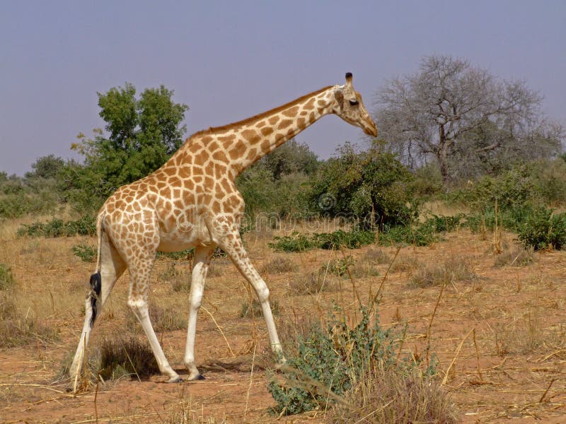 Giraffe walking stock photo. Image of wildlife, africa - 6073912