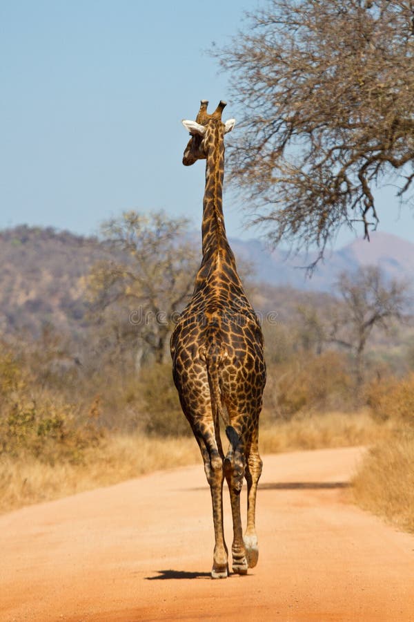 Giraffe Walking In Natural Habitat Stock Photo - Image of wilderness ...