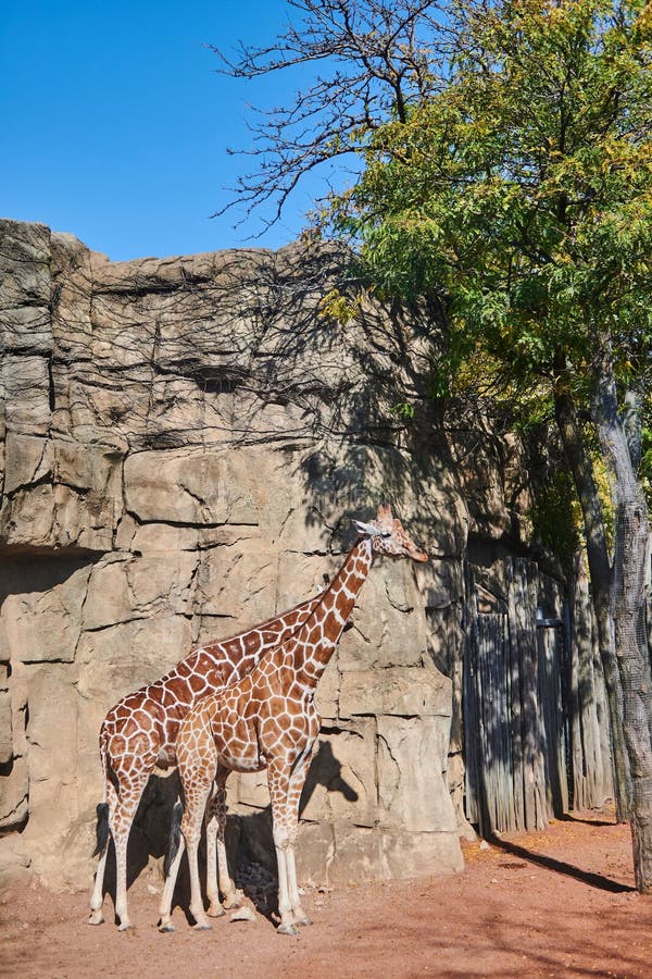 Giraffe Walking Around a Zoo Surrounded by Trees Editorial Photography ...
