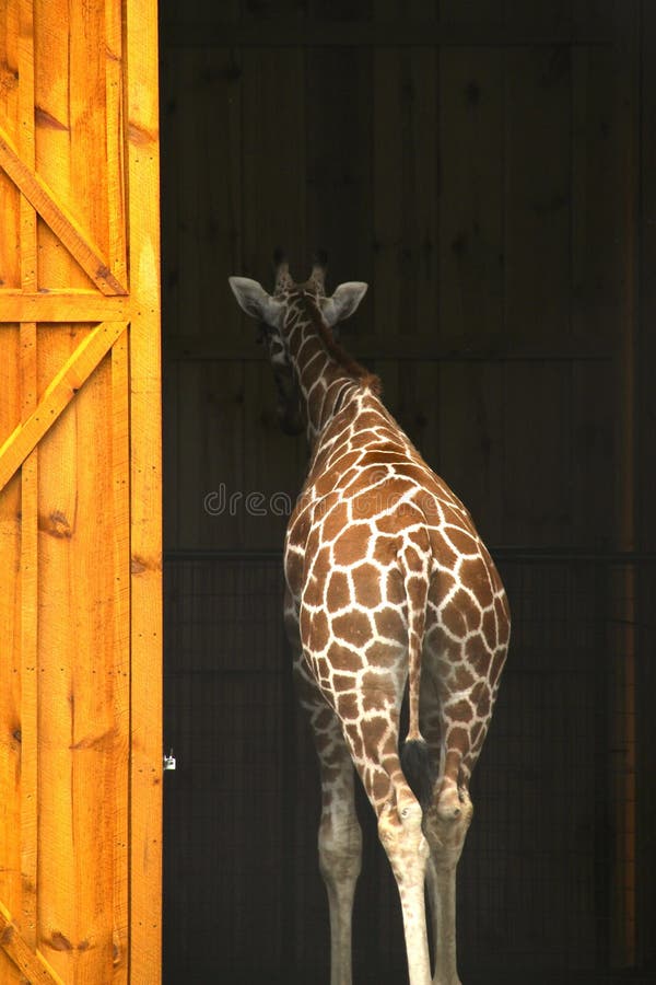 Giraffe in barn stock image. Image of wild, africa, tall - 34838583
