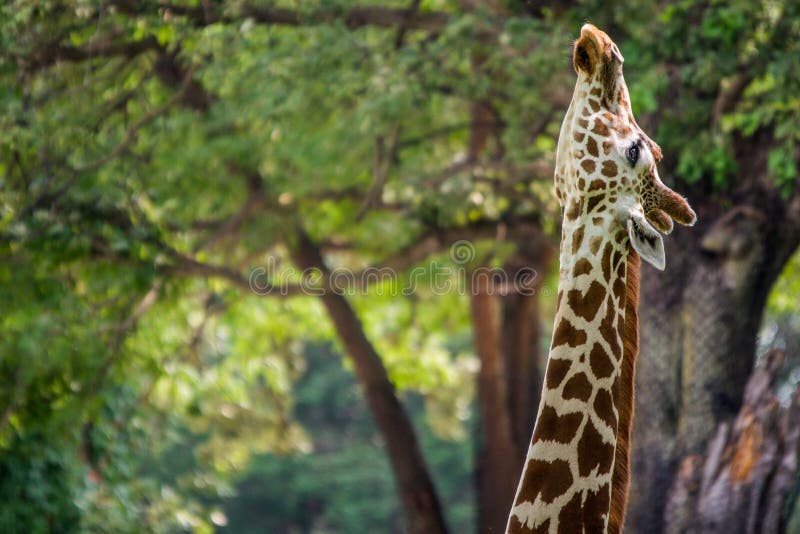 Giraffe in forest stock image. Image of mammal, outdoor - 98513891