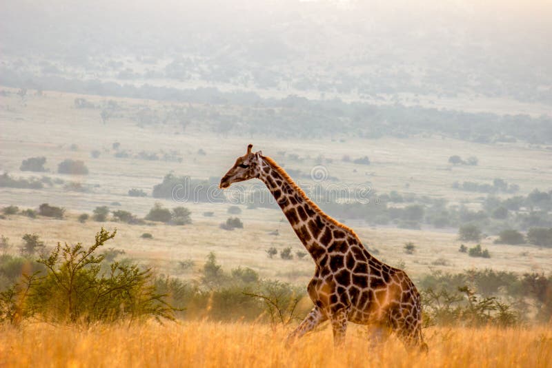 Giraffe Walking in the Morning Sun Stock Photo - Image of neck, african ...