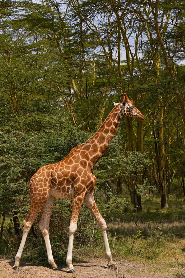 Giraffe walking stock image. Image of nature, herbivore - 40106185
