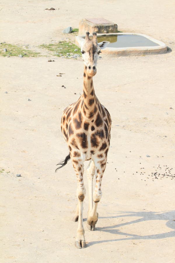 Giraffe stock photo. Image of standing, walk, mammal - 39444082