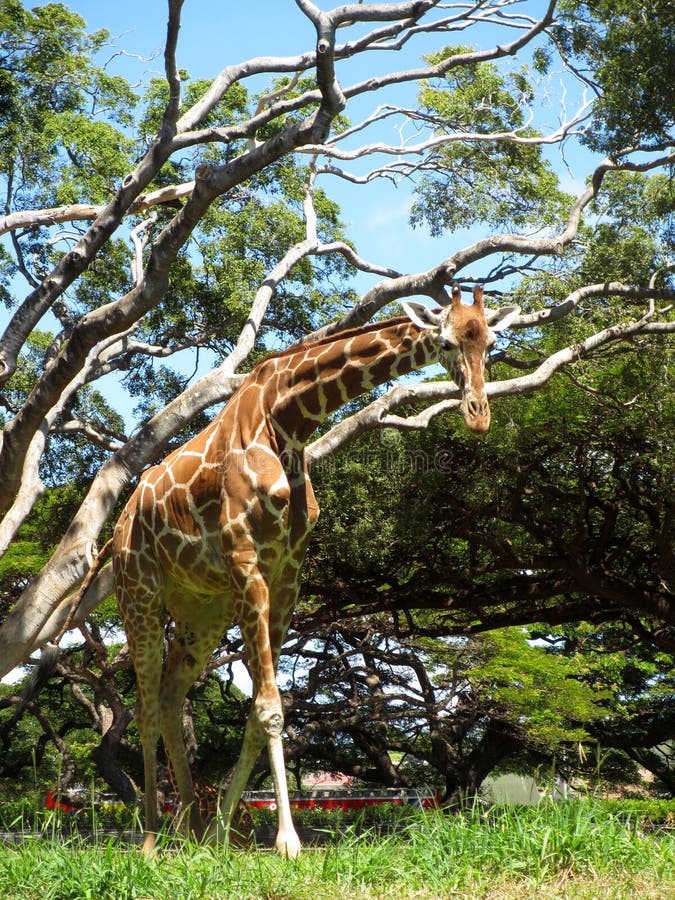 Giraffe at the Honolulu Zoo Stock Photo - Image of love, eating: 31333442