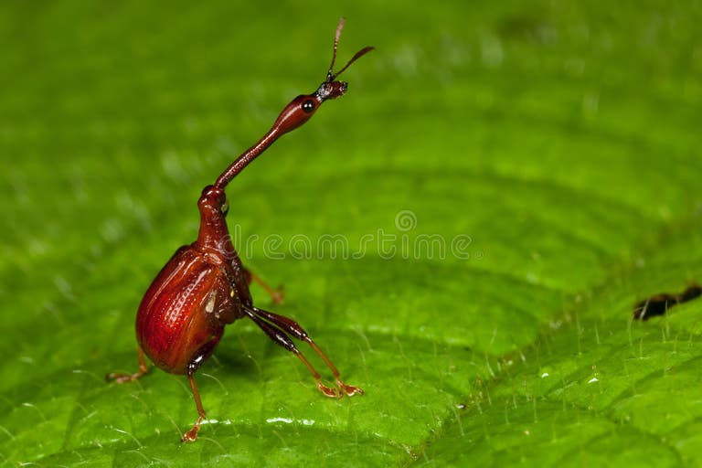 Giraffe Weevil stock photo. Image of fauna, beetle, leaf - 12319042