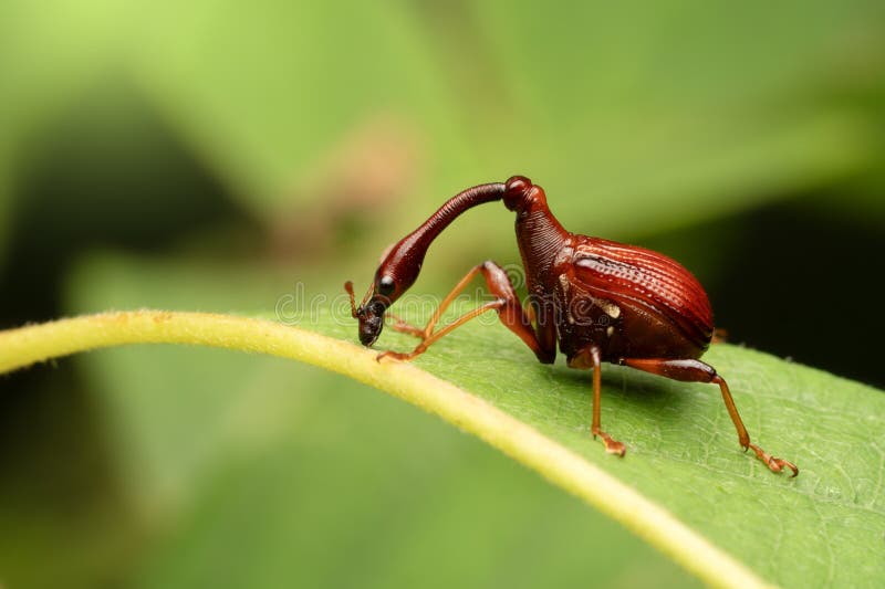 Giraffe Weevil Beetle Insects in Thailand. Stock Image - Image of ...