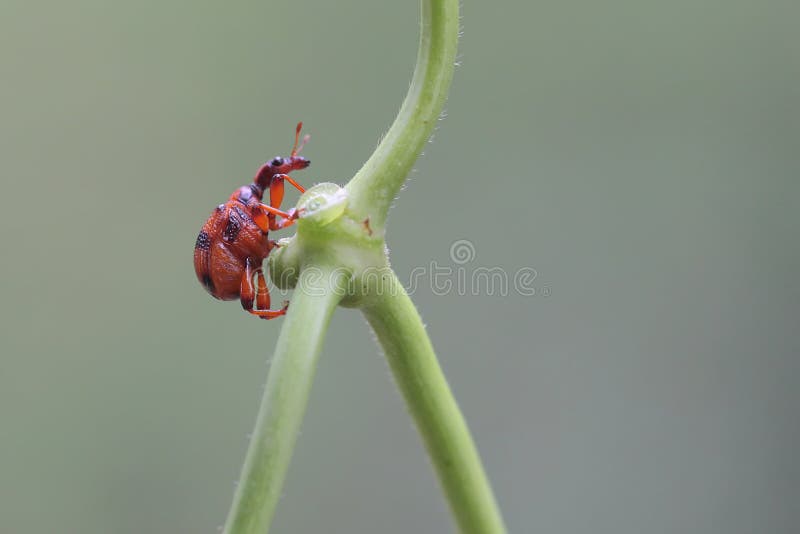 A Giraffe Weevil is Looking for Food on a Bush. Stock Photo - Image of ...